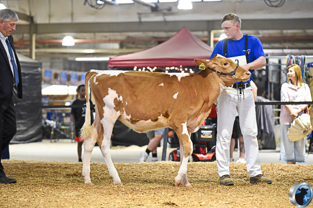 spring calf-2440 – Ohio Holstein Association
