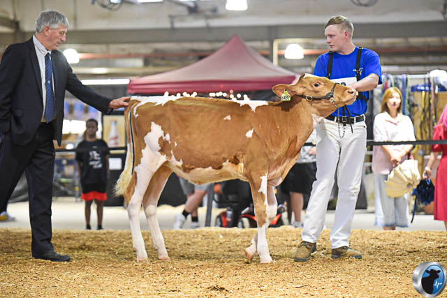 spring calf-2441 – Ohio Holstein Association