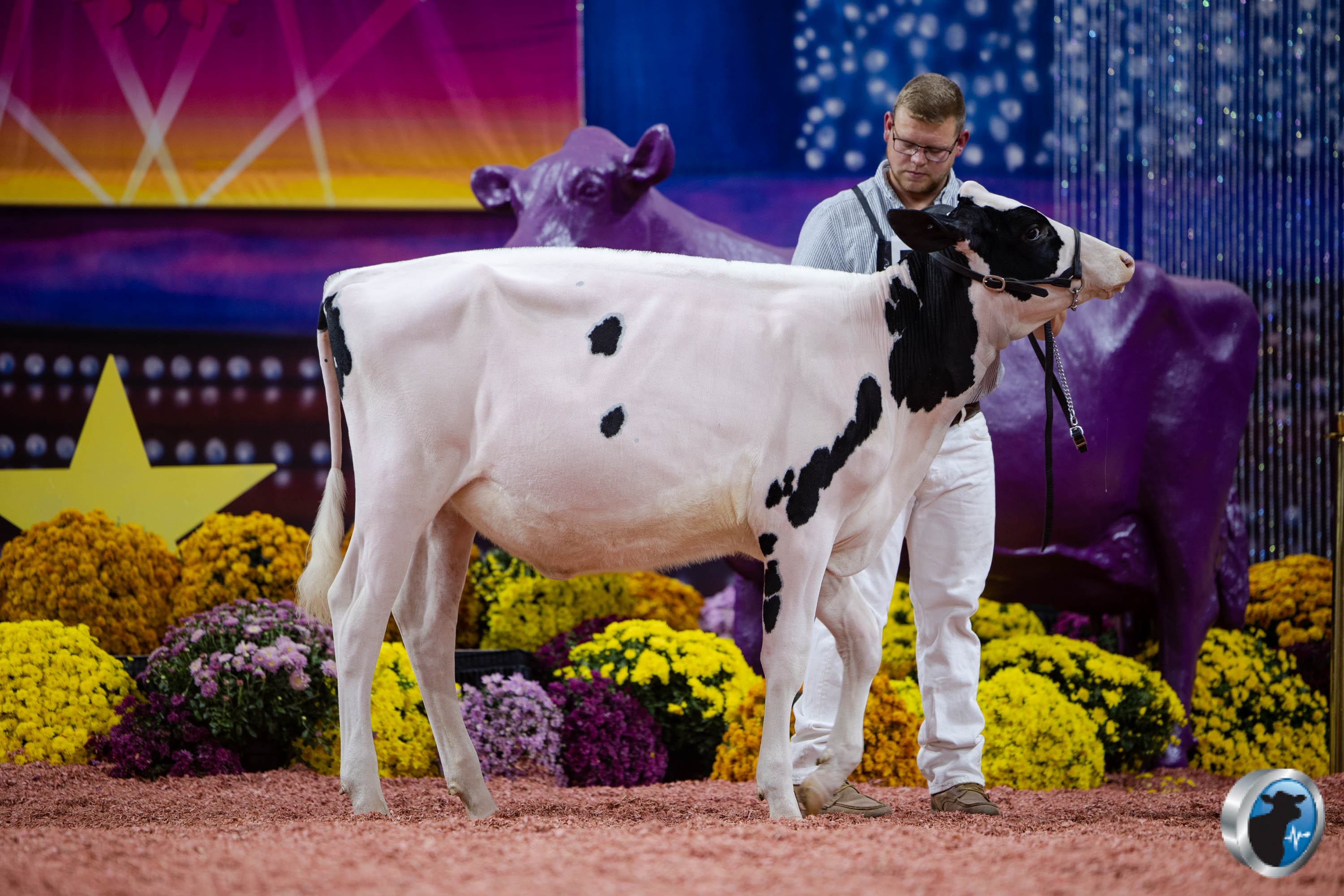 01 Spring Heifer Calf-Meyer, Kuehnert – Ohio Holstein Association