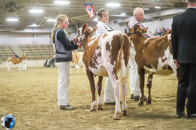 Fall Calf-1172 – Ohio Holstein Association