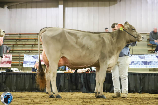 Open IC-1100 – Ohio Holstein Association