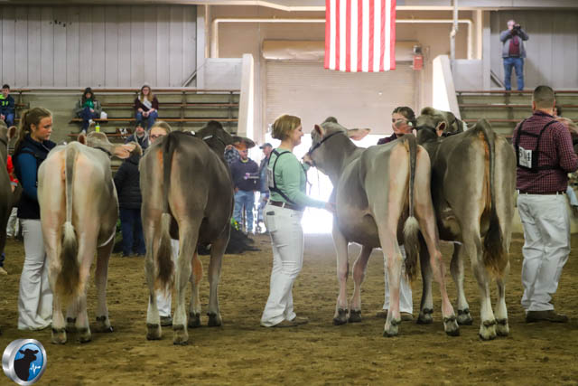 Spring Yearling-0999 – Ohio Holstein Association