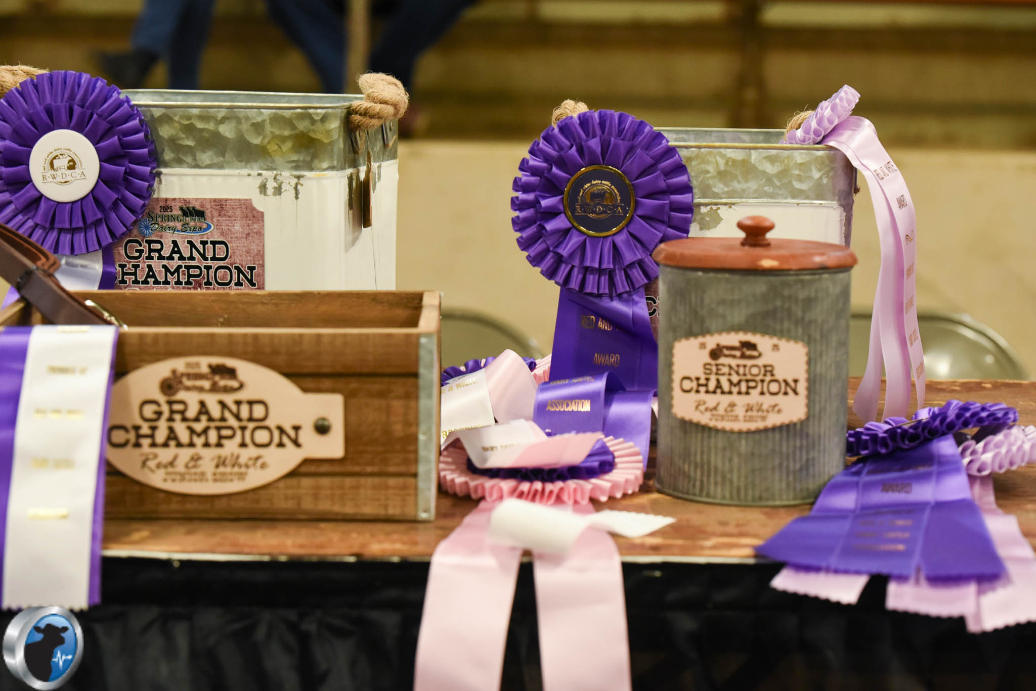 Aged Cow-5697 – Ohio Holstein Association