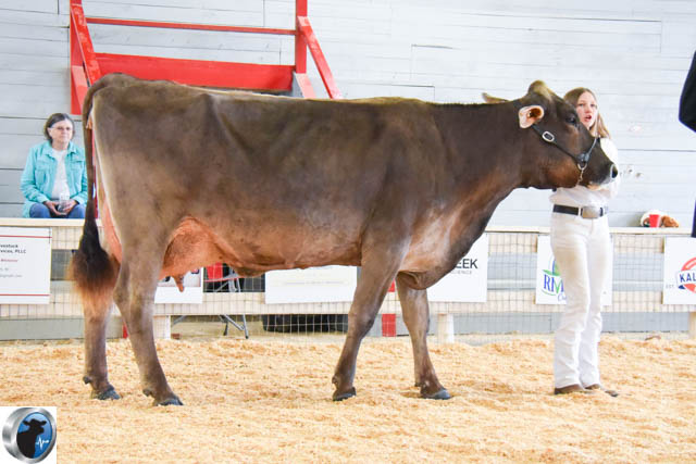 BS Aged Cow-2488 – Ohio Holstein Association
